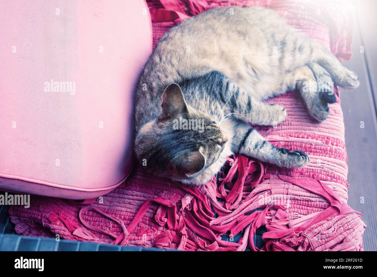 Lovely cat relaxing on bed hi-res stock photography and images - Alamy