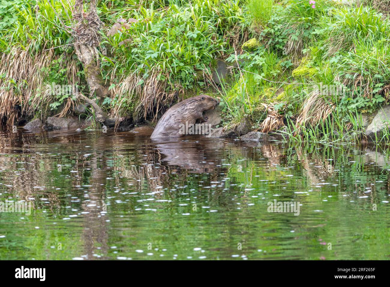 A beaver (Castor Fibre) entering the water on the bank of the River ...