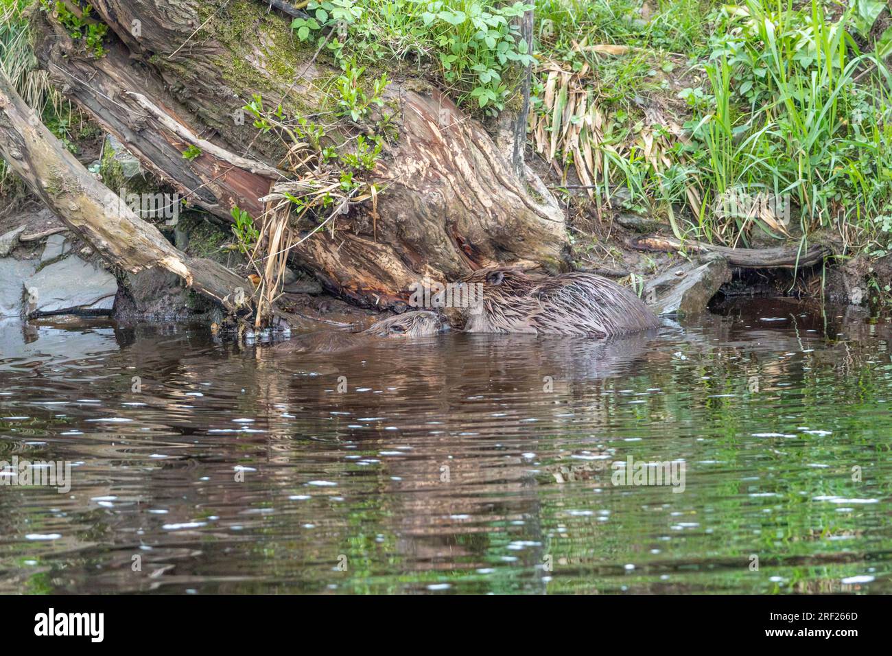 A pair of Beavers in the water, River Ericht near Blairgowrie, Scotland ...