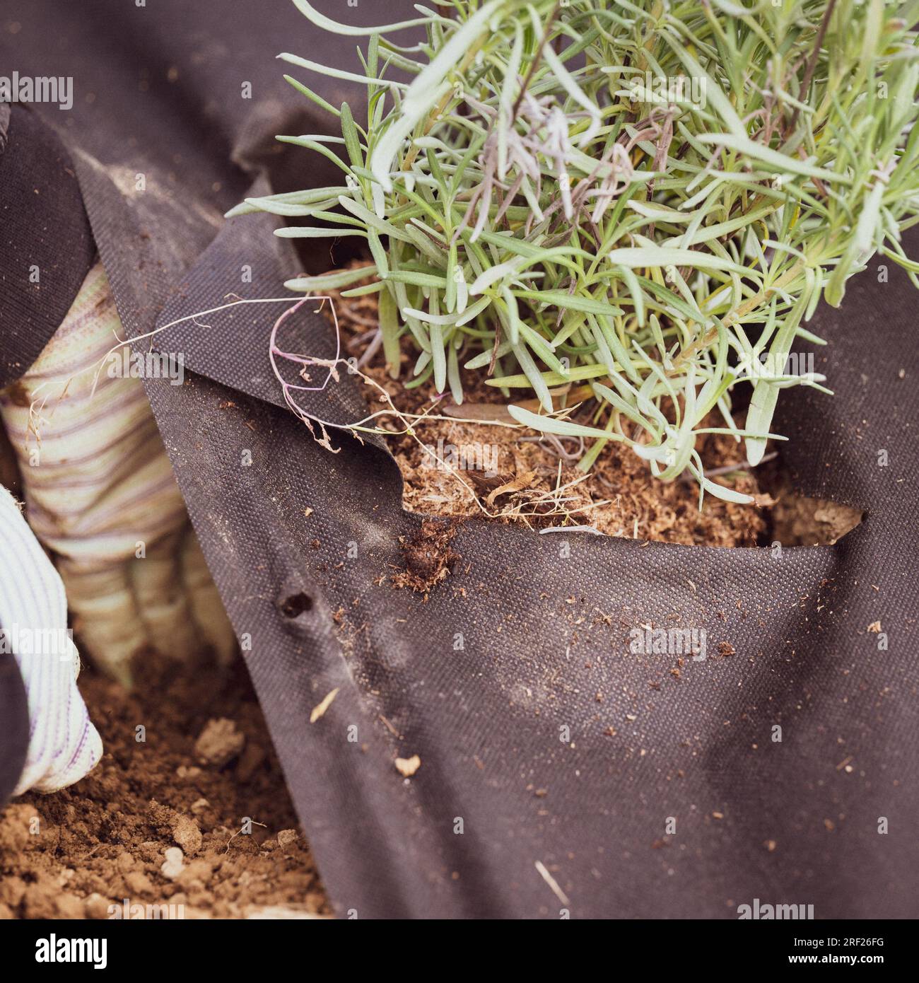 A woman plants a lavender seedling in the soil, the soil is covered ...