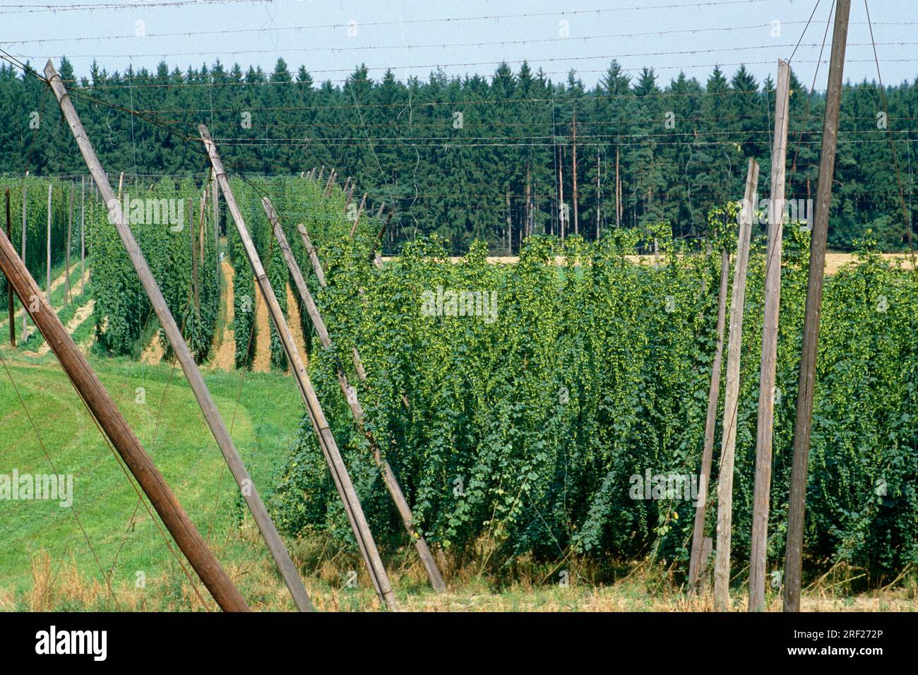 Hop plantation, Hallertau, Bavaria, common hop (Humulus lupulus ...