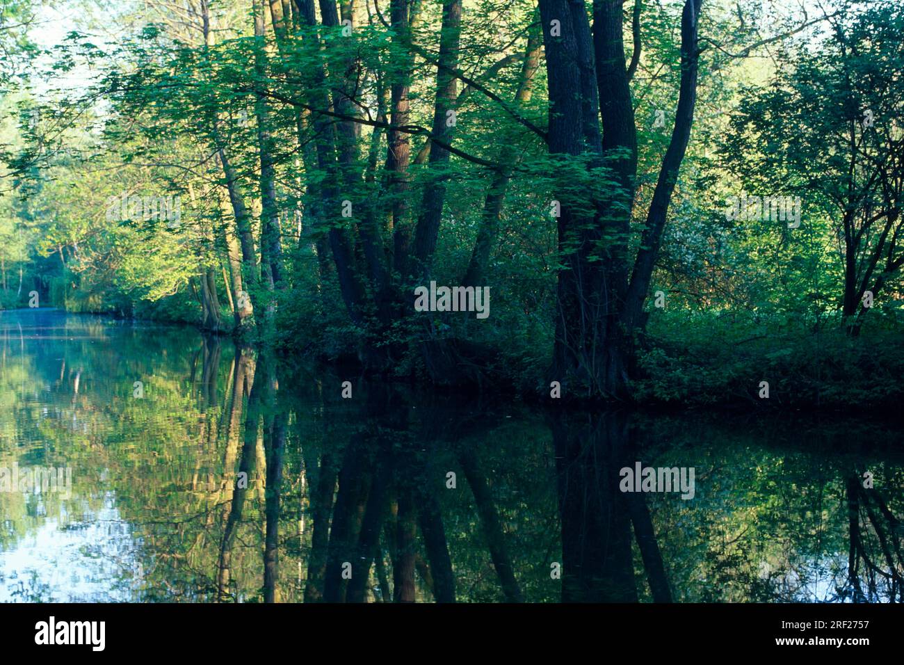 River course through floodplain forest, Spreewald Biosphere Reserve ...