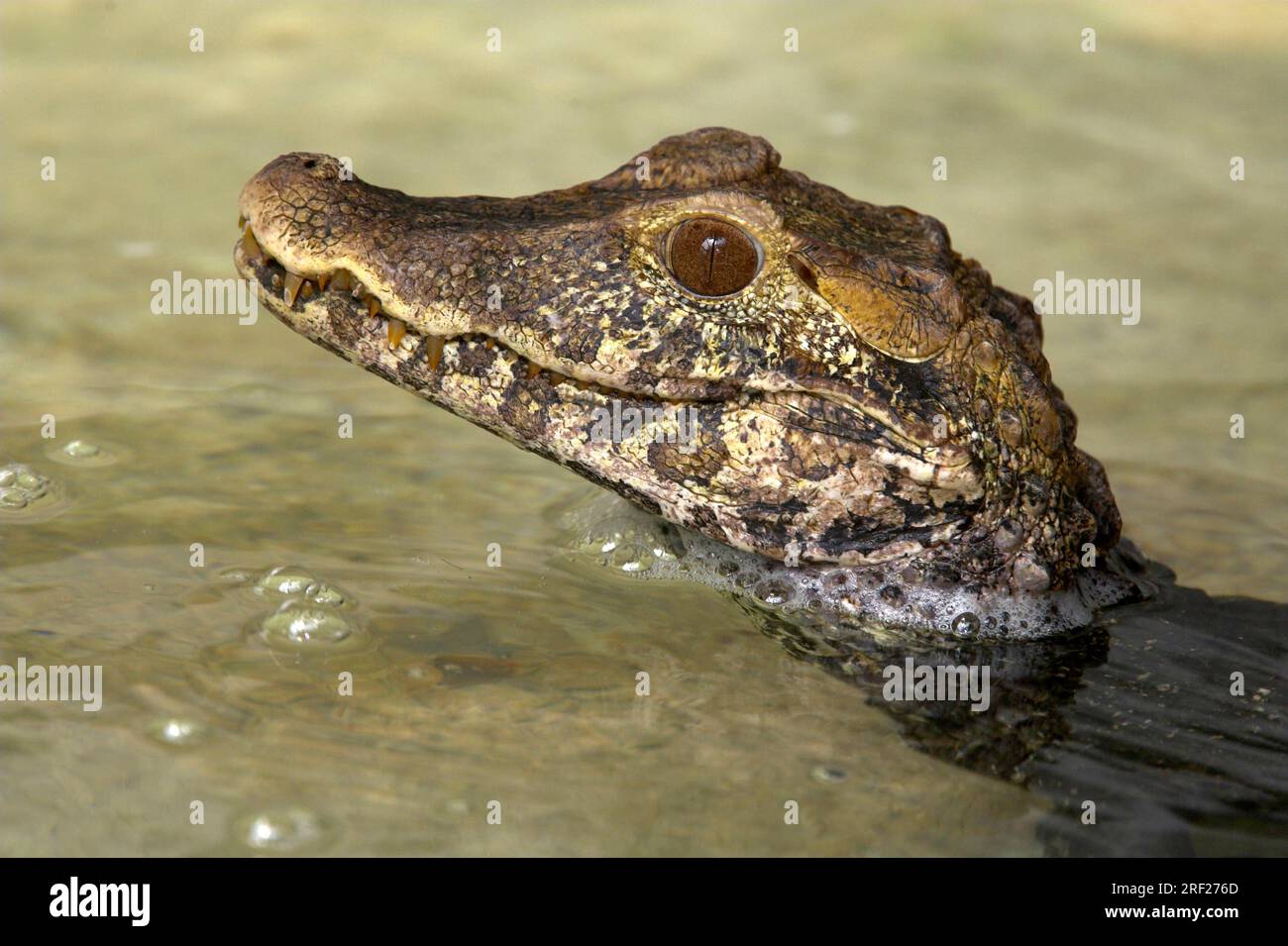 Cuvier's dwarf caiman (Paleosuchus palpebrosus Stock Photo - Alamy