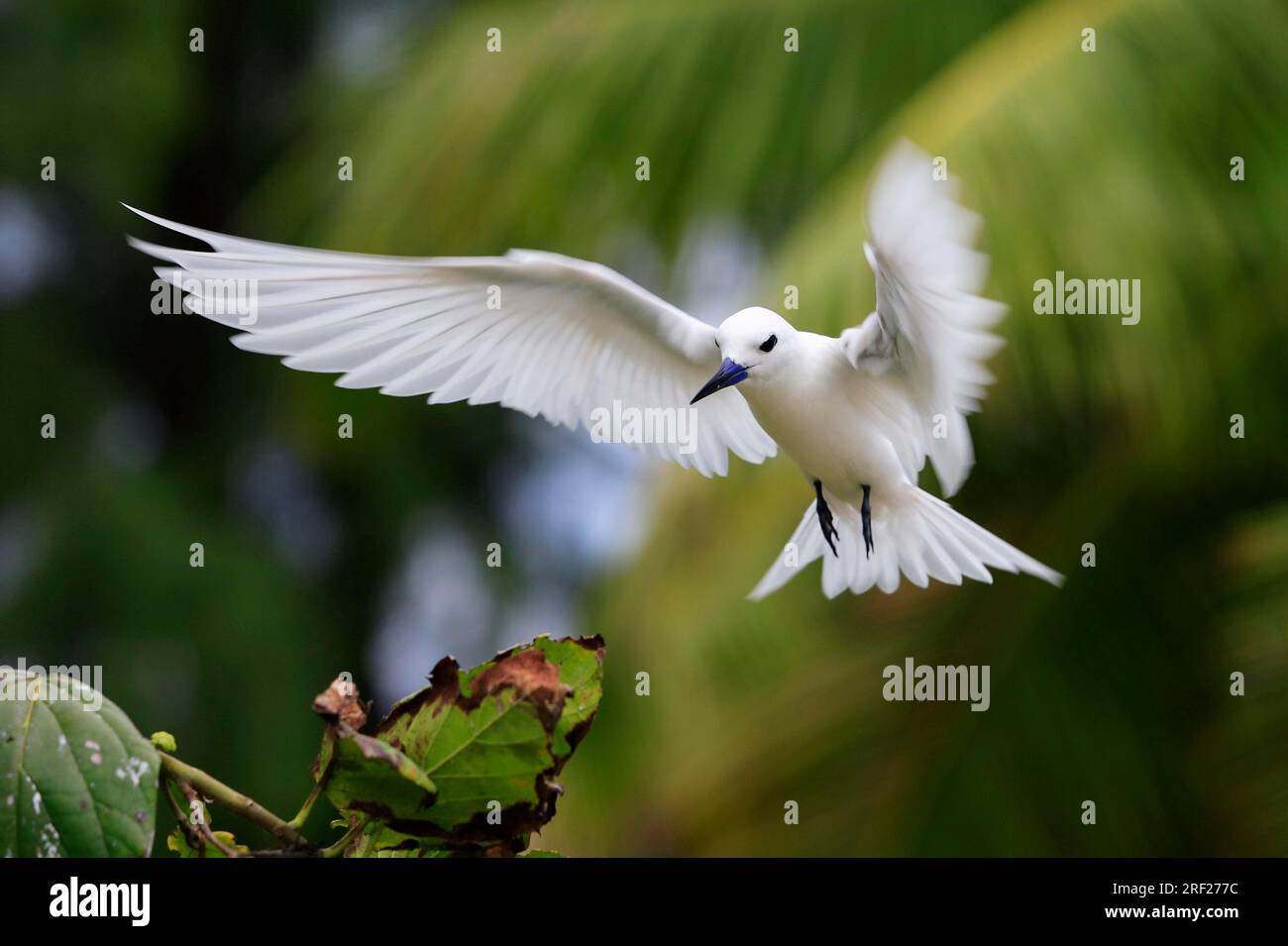 Fairy Tern, Bird Island, Seychelles (Gygis alba monte), White Tern ...