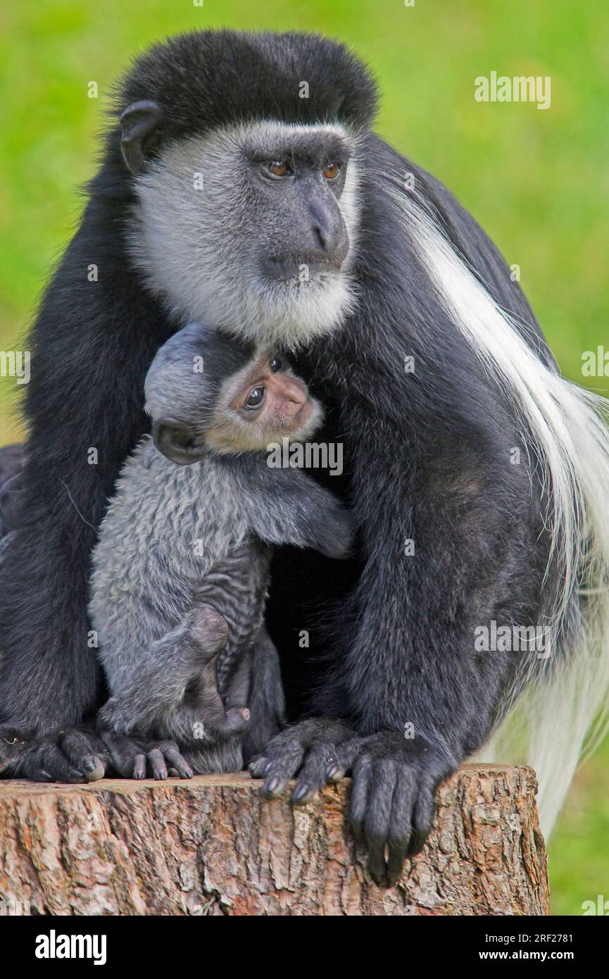 East African Mantled guereza (Colobus guereza) female with young, white ...