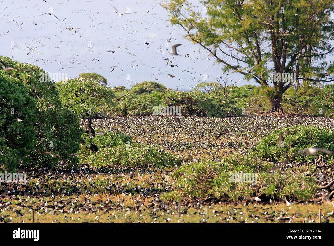 Sooty Terns, Bird Island, Seychelles (Sterna fuscata Stock Photo - Alamy