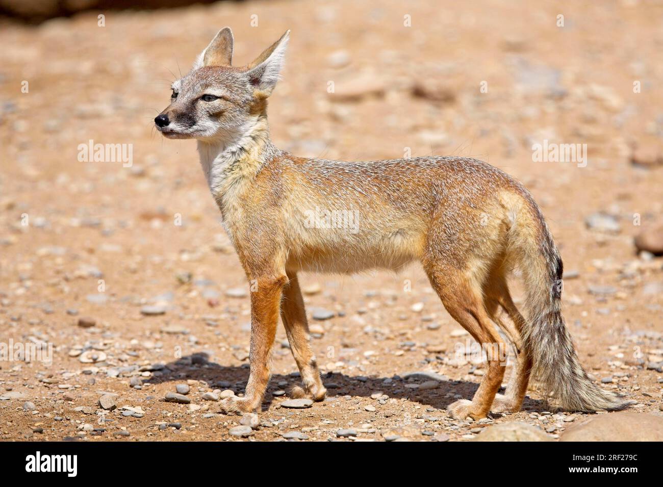 Corsac Fox (Vulpes corsac), Steppe Fox Stock Photo - Alamy