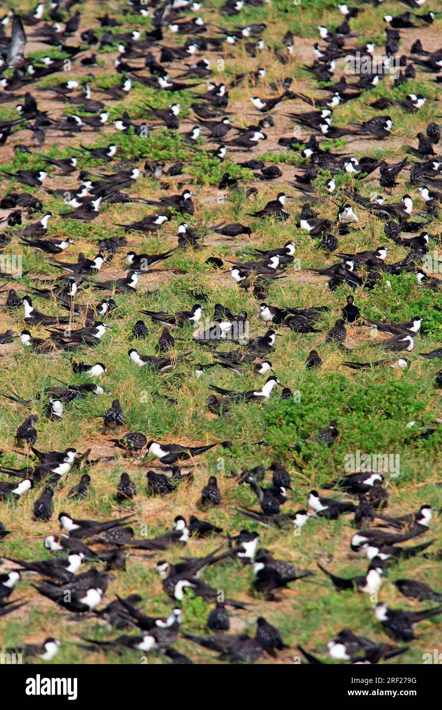 Sooty Terns, Bird Island, Seychelles (Sterna fuscata Stock Photo - Alamy