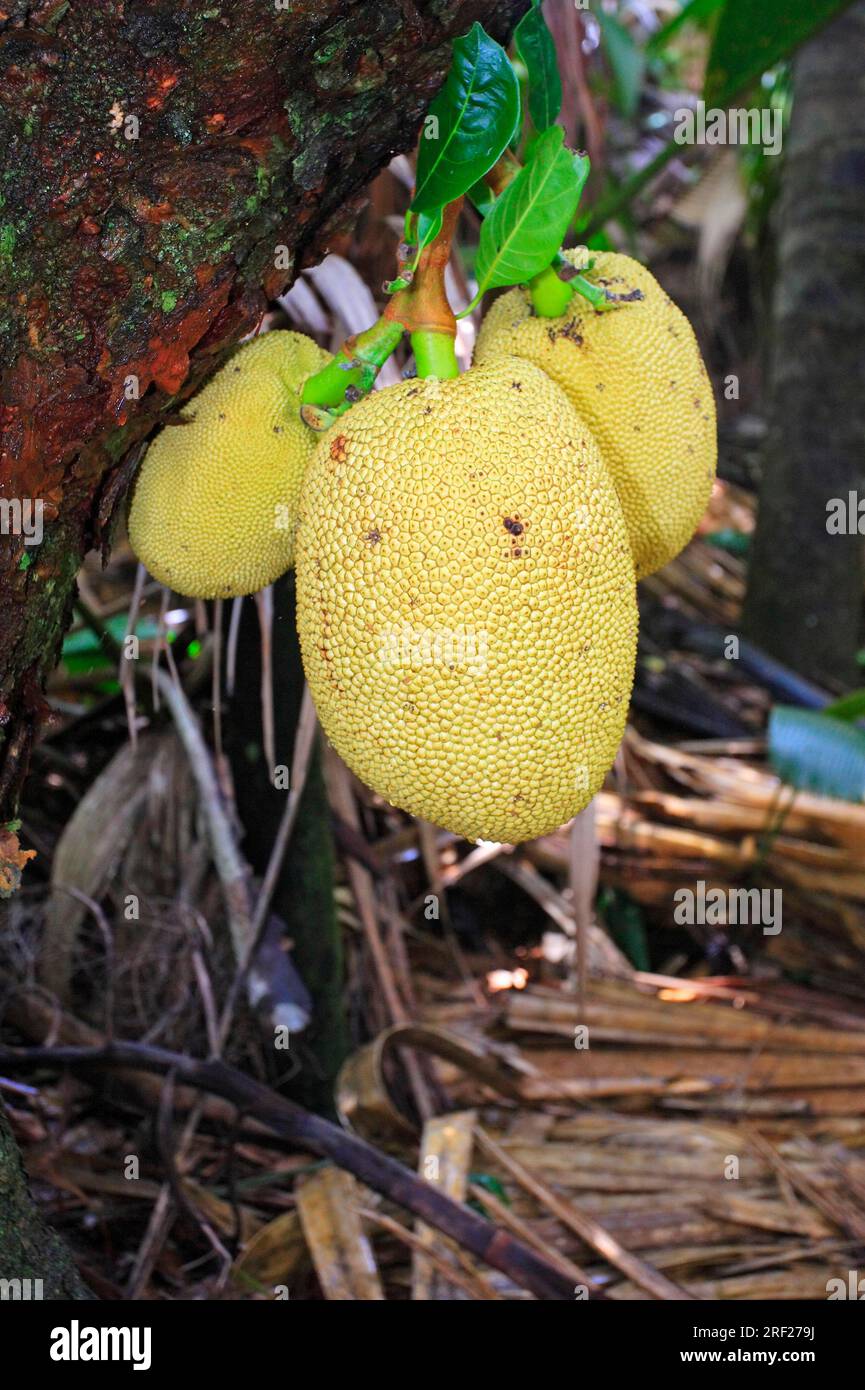 Jackfruits on Jack-fruit Tree, Valle de Mai nature reserve, Praslin ...
