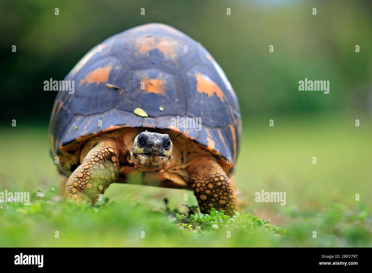 Madagascar ray turtle hi-res stock photography and images - Alamy