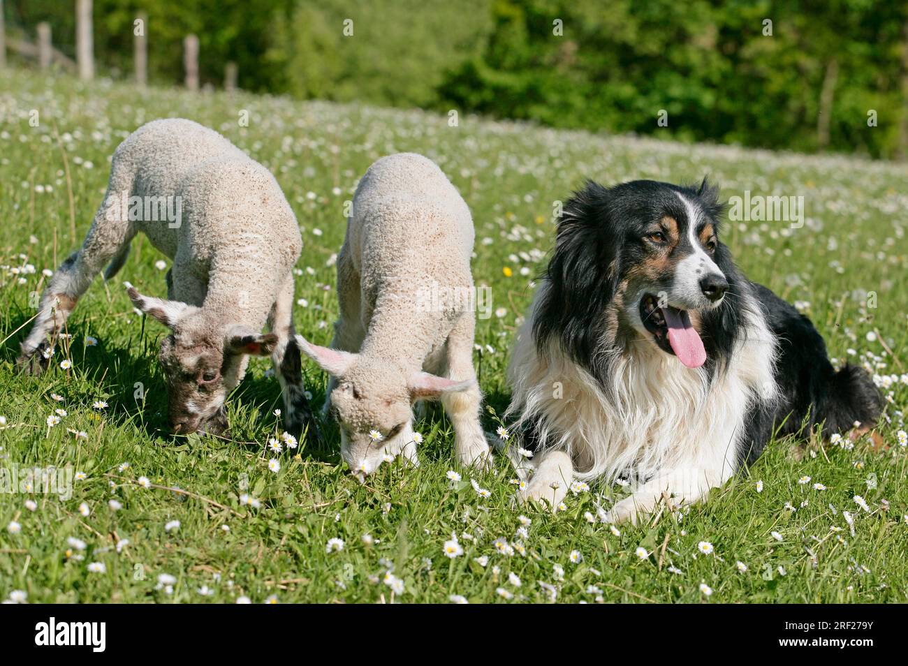 Border collie and merino sheep, lambs, domestic sheep, ewe, sheep, lamb ...