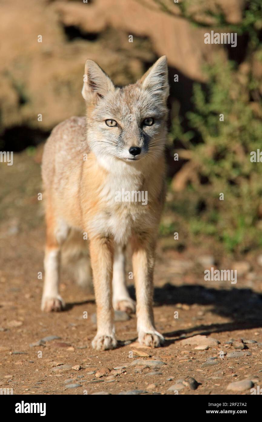 Corsac Fox (Vulpes corsac), Steppe Fox Stock Photo - Alamy