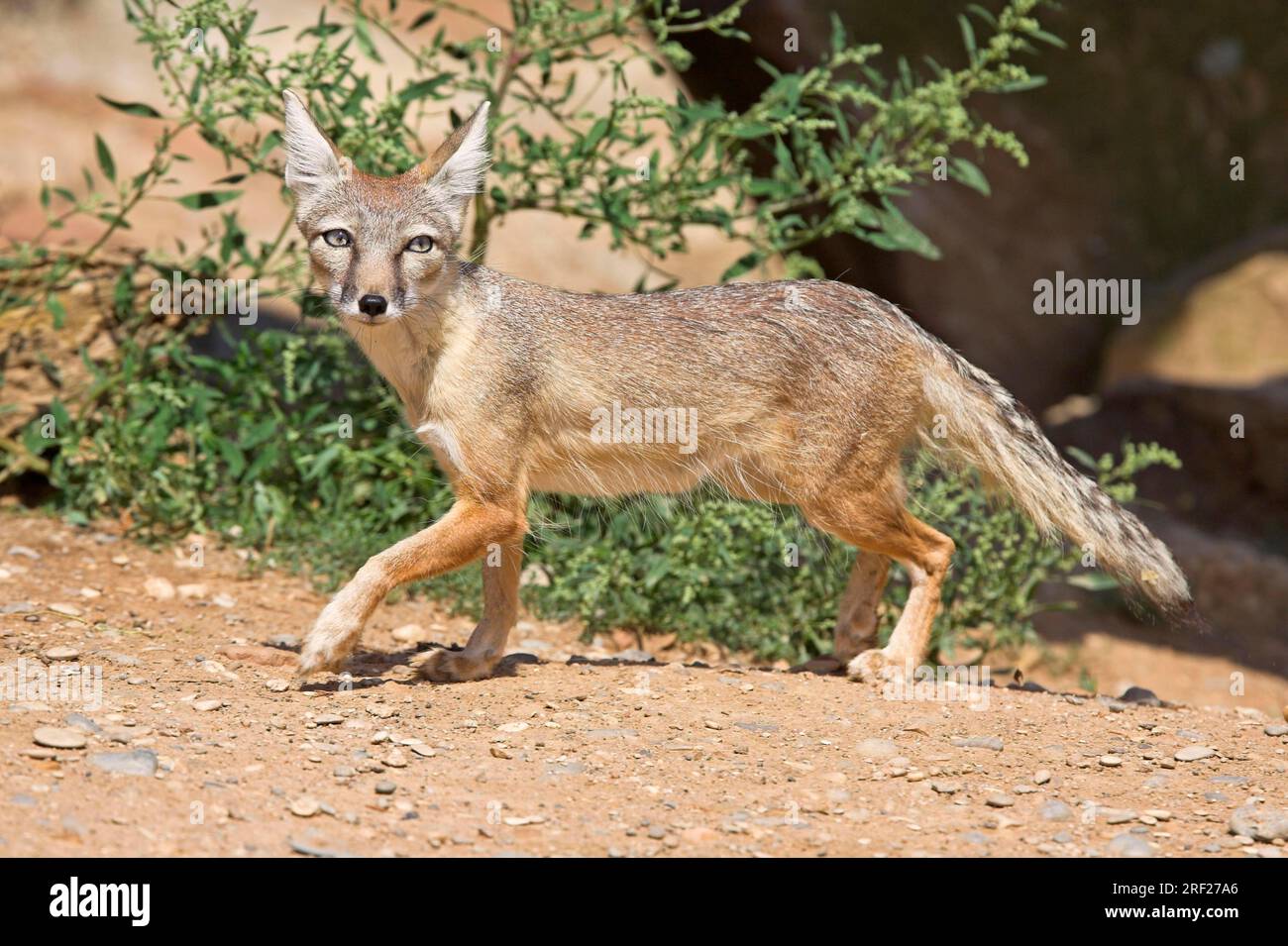 Corsac Fox (Vulpes corsac), Steppe Fox Stock Photo - Alamy