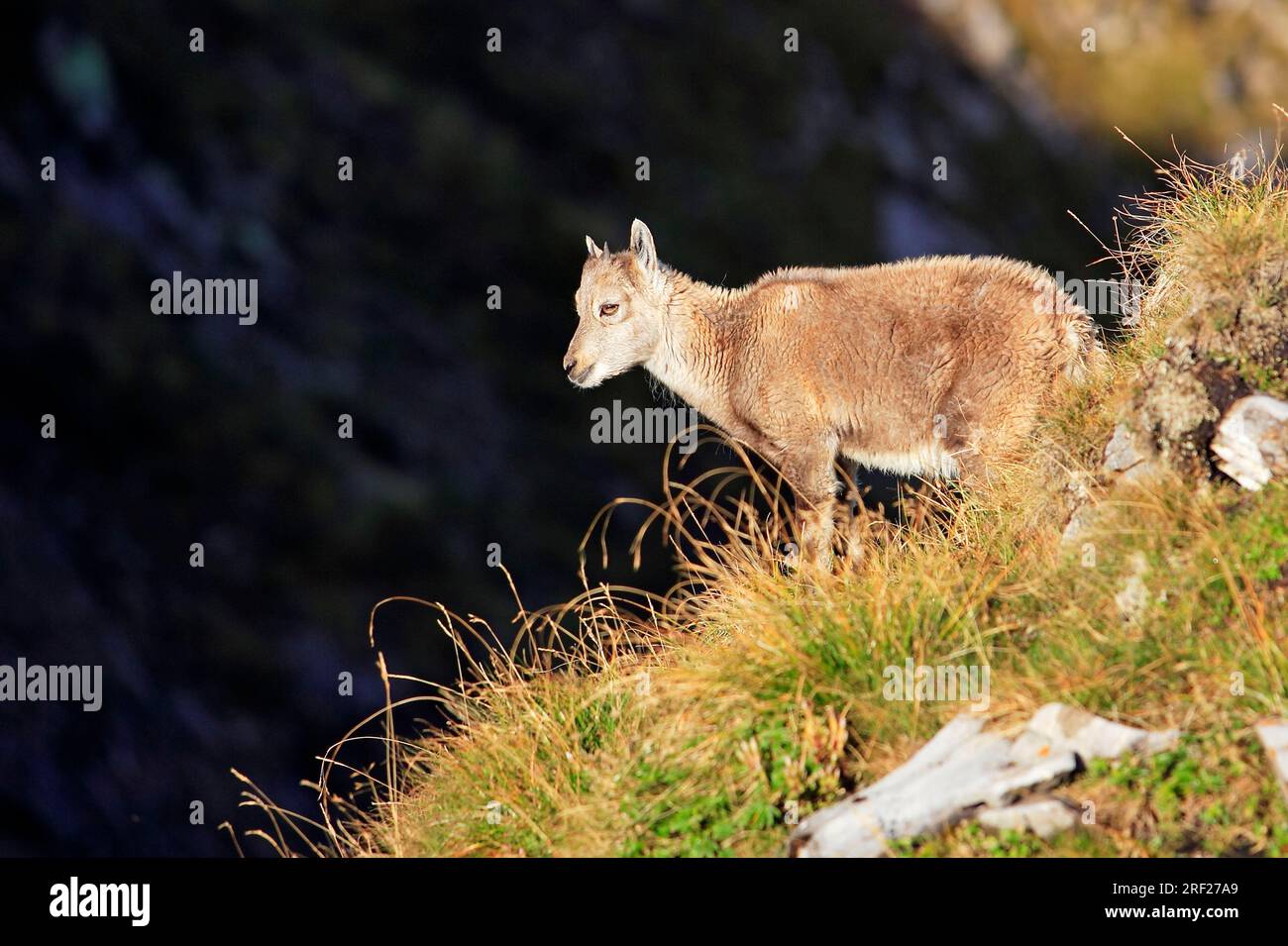 Switzerland mountain goat kid hi-res stock photography and images - Alamy