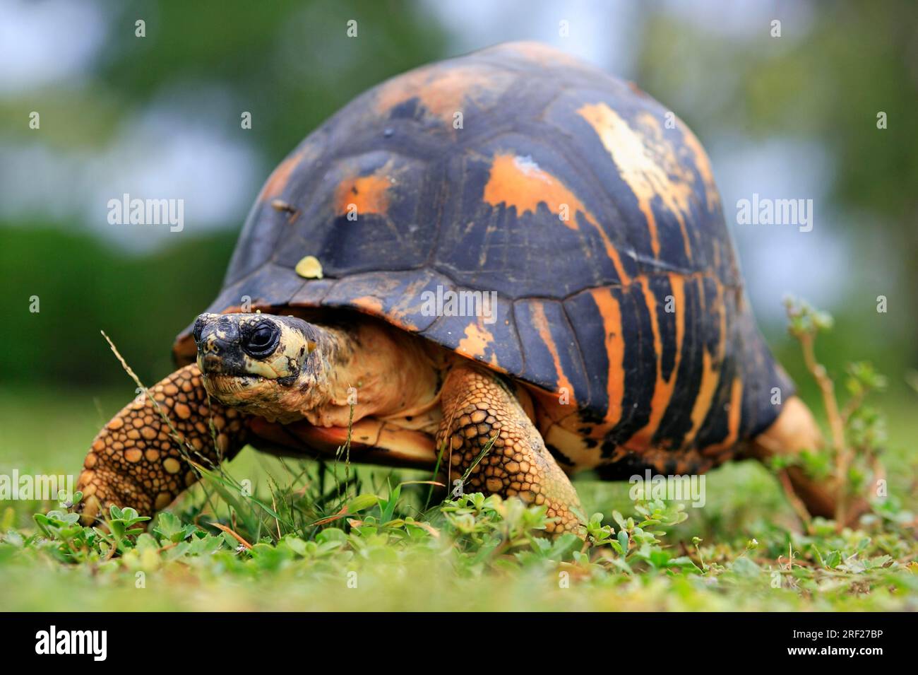 Madagascar ray turtle hi-res stock photography and images - Alamy