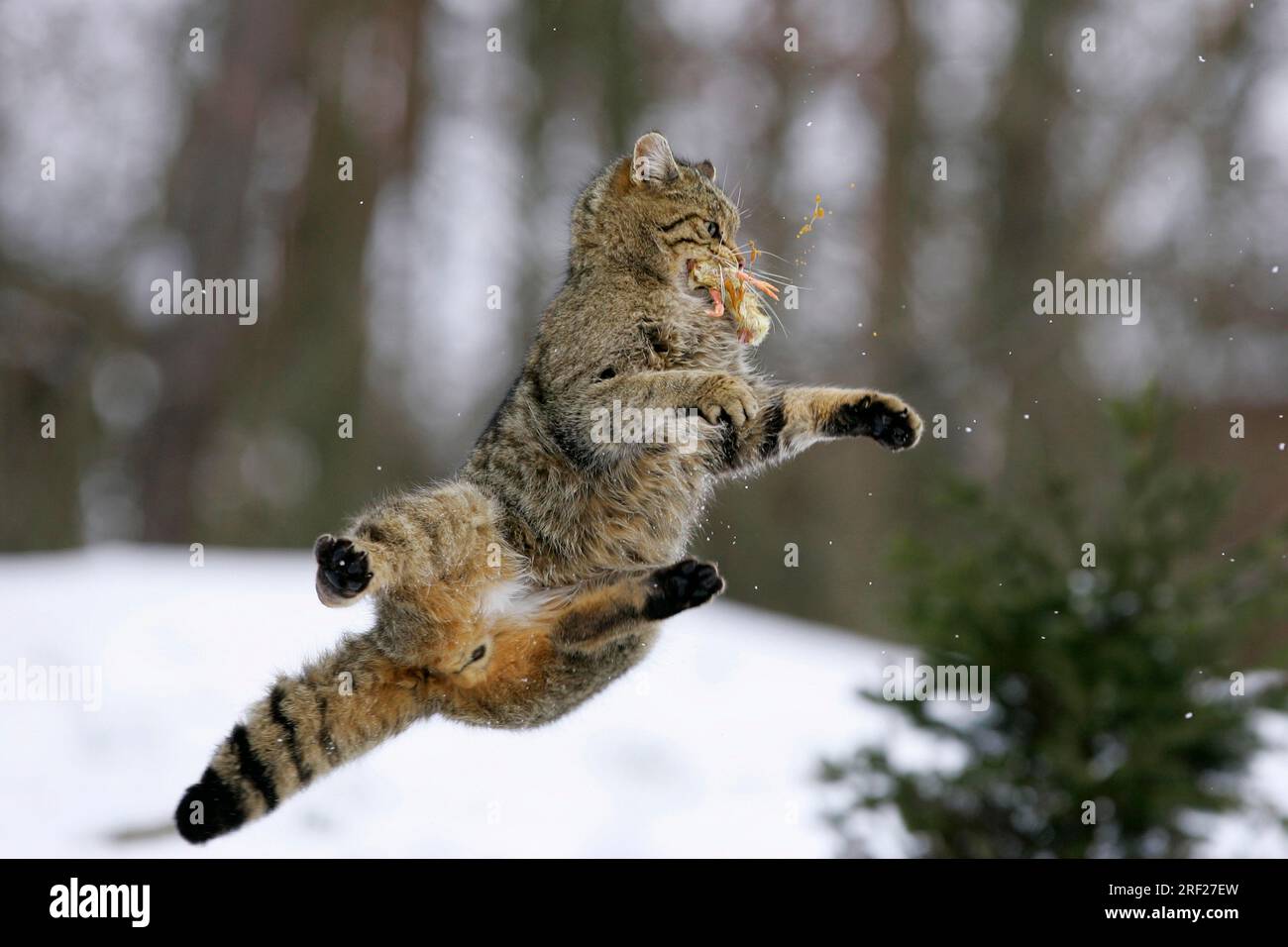 European wildcat cutout hi-res stock photography and images - Alamy
