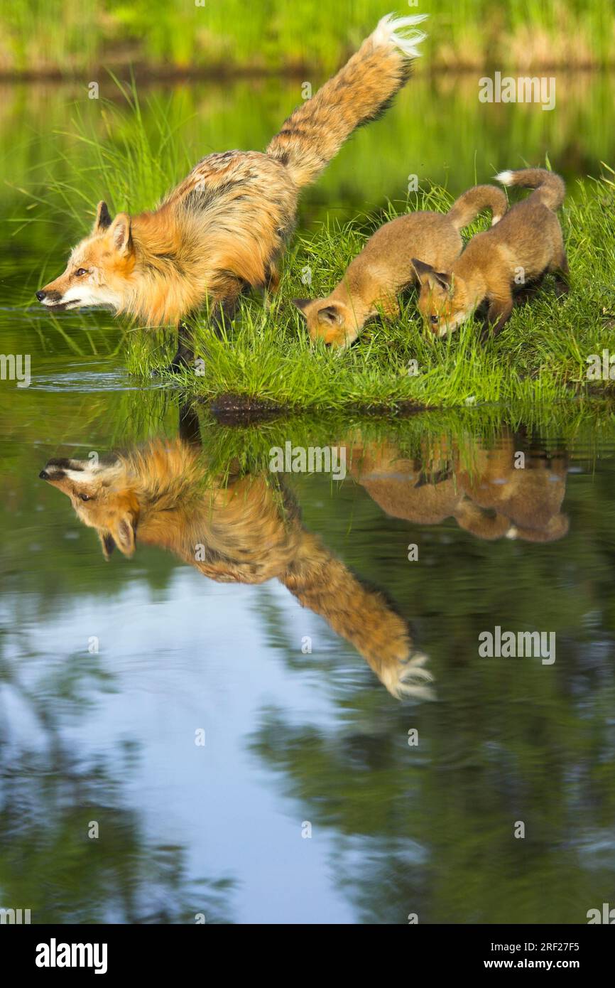 American Red Fox (Vulpes vulpes fulva) with cubs Stock Photo - Alamy