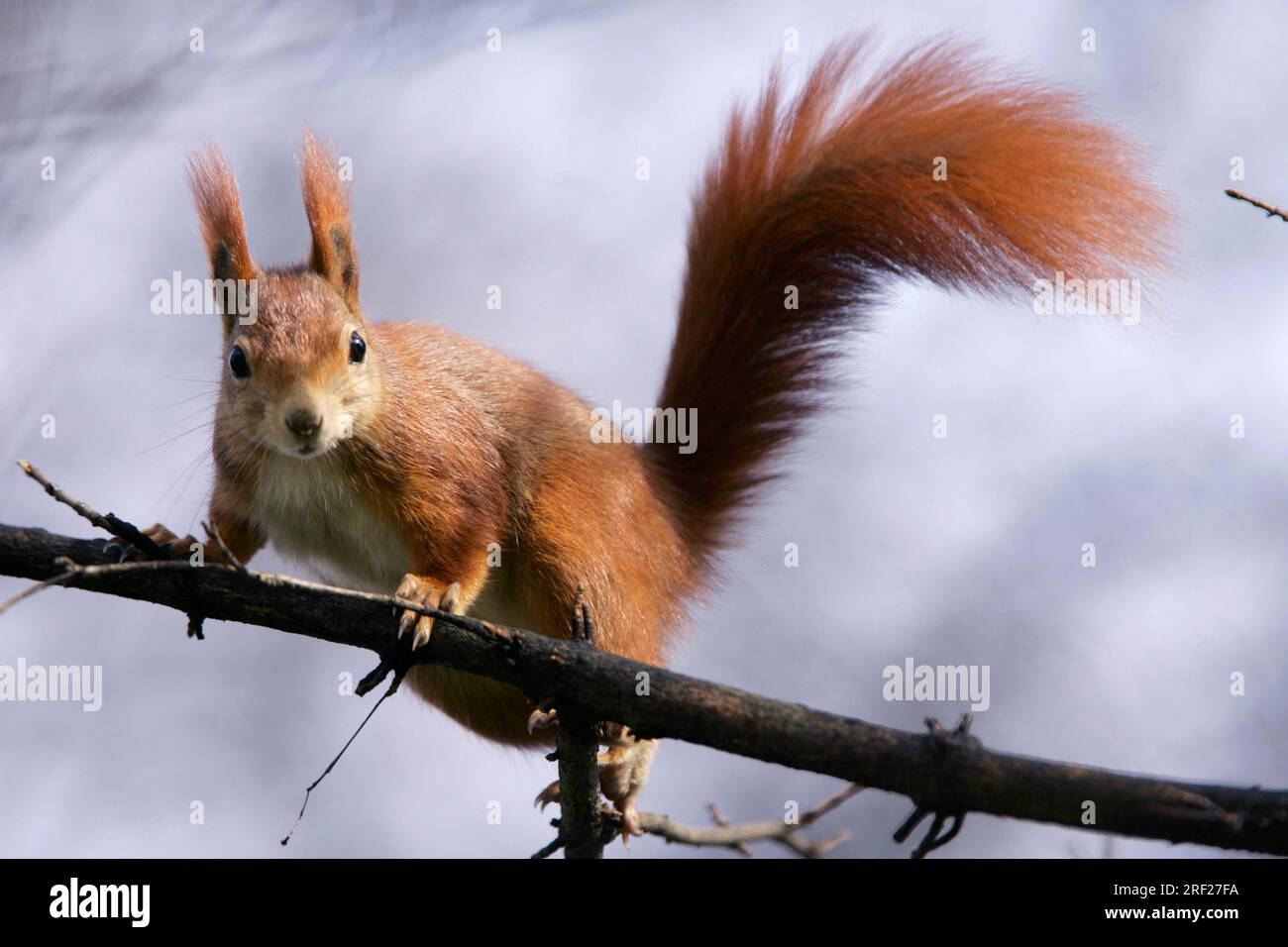 Squirrel face to face hi-res stock photography and images - Alamy
