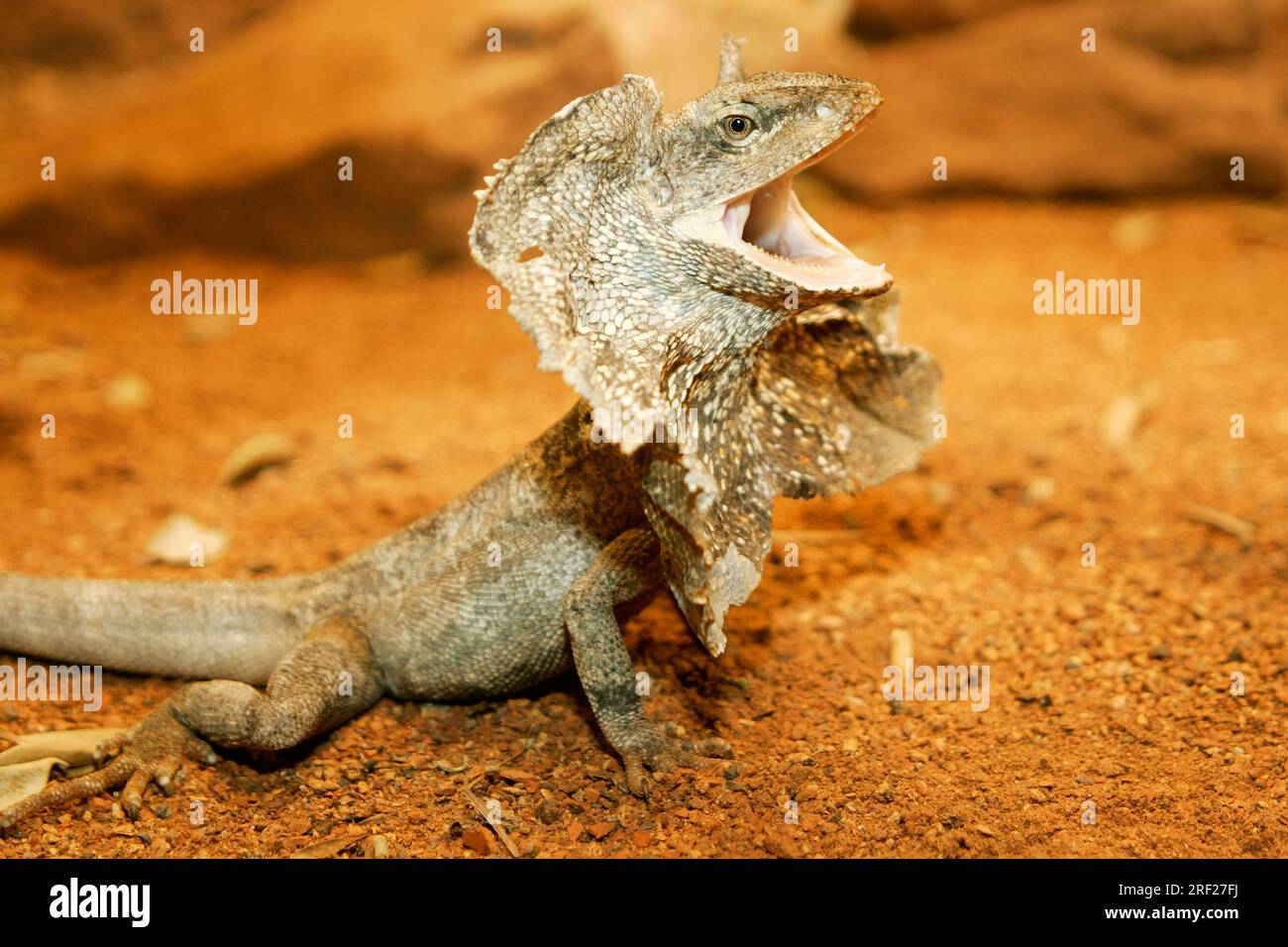 Kings lizard chlamydosaurus kingii hi-res stock photography and images ...