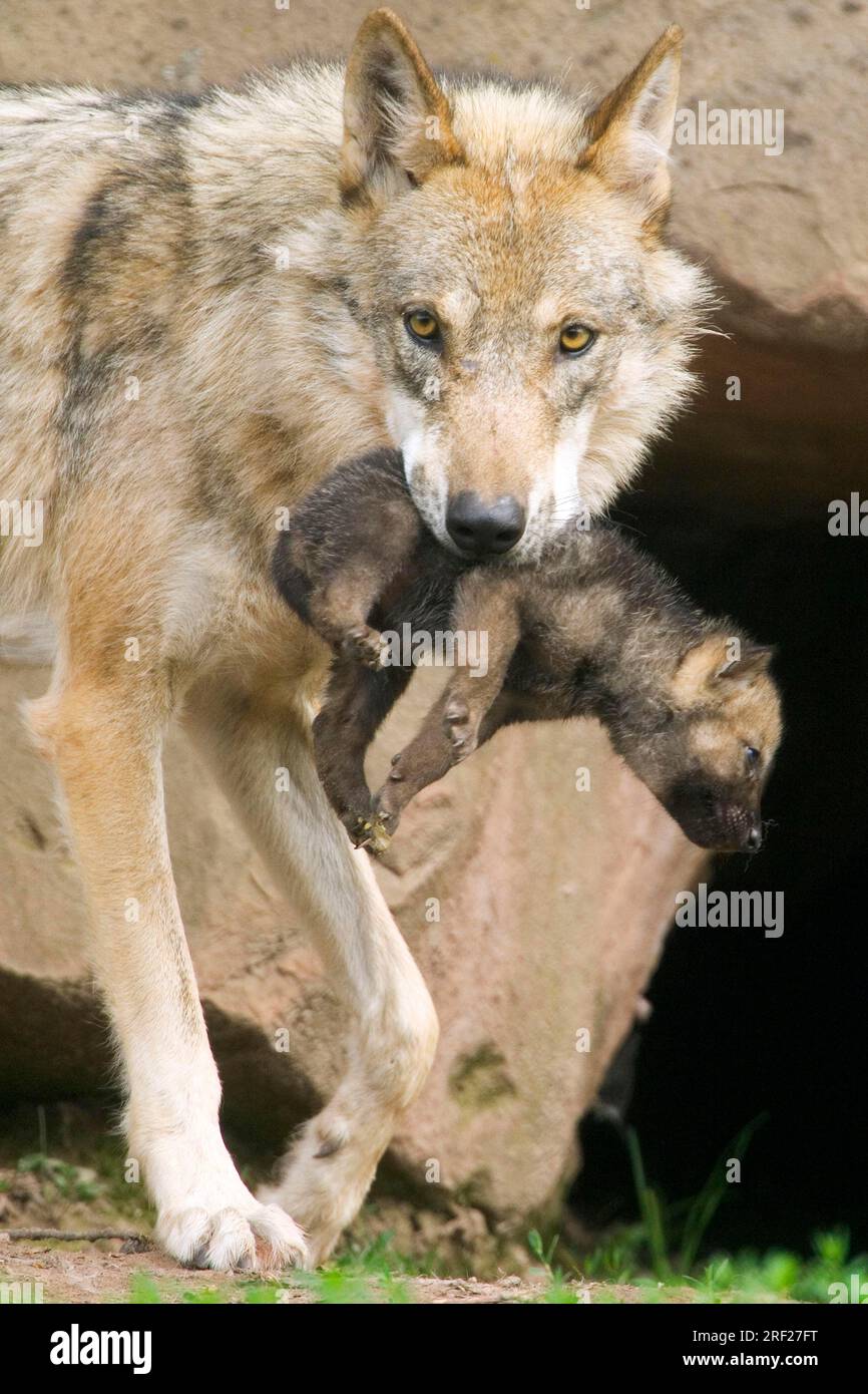Timber Wolves, female with cub (Canis lupus Stock Photo - Alamy