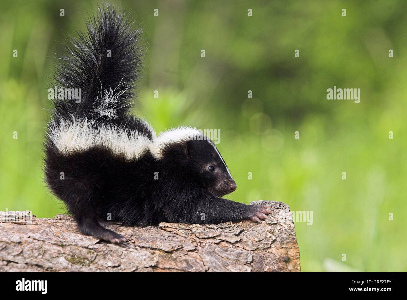 Striped Skunk (Mephitis mephitis), side Stock Photo - Alamy