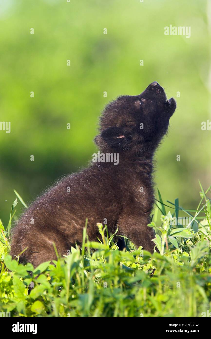 Timber Gray wolf (Canis lupus), young, lateral view Stock Photo - Alamy