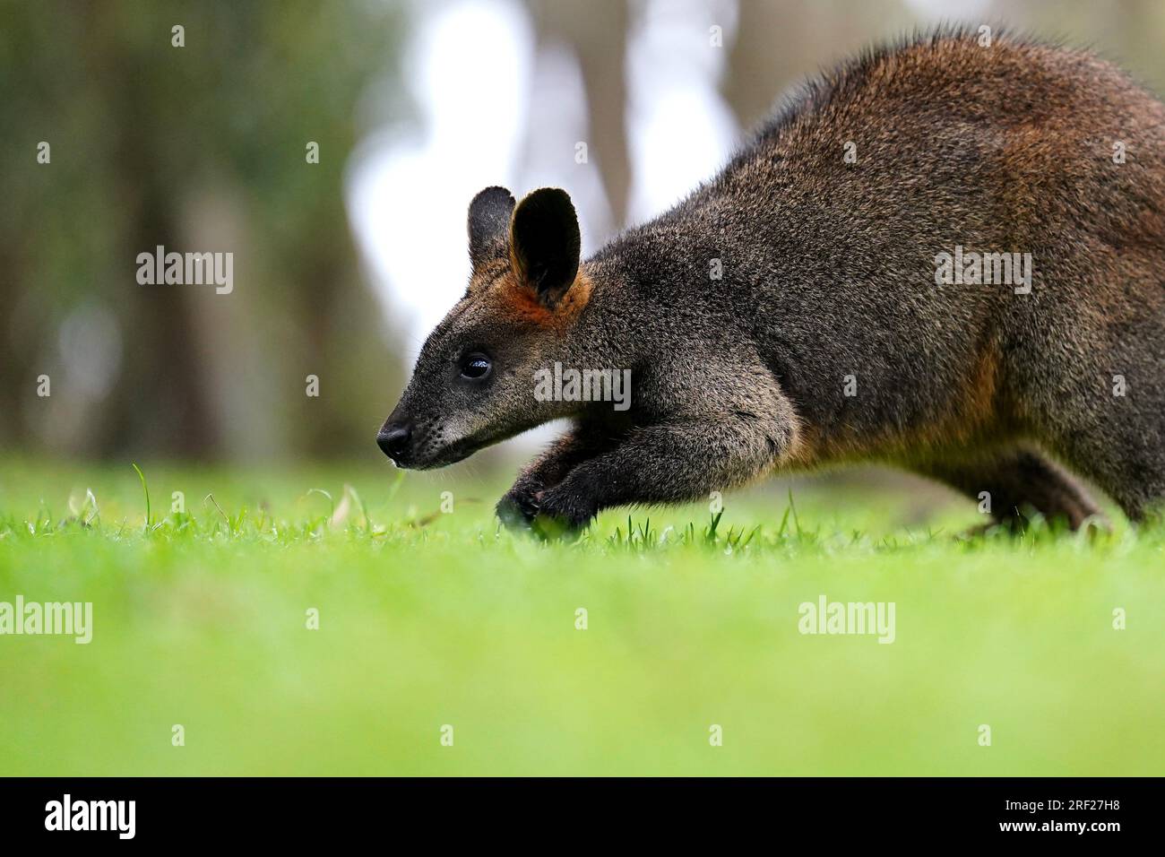 A general view of a wallabie at Cleland Wildlife Park, Adelaide, Sydney ...