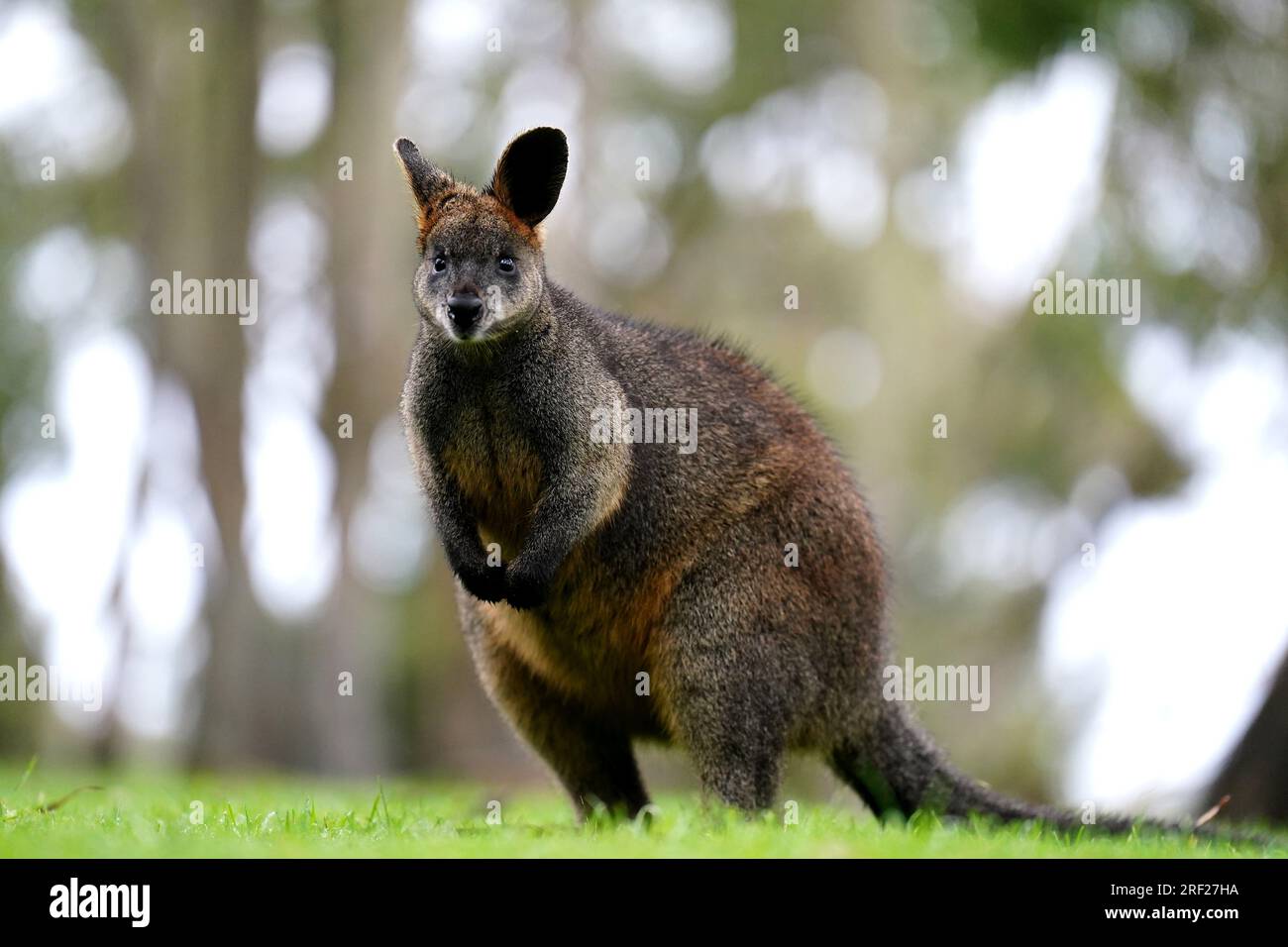 A general view of a wallabie at Cleland Wildlife Park, Adelaide, Sydney ...