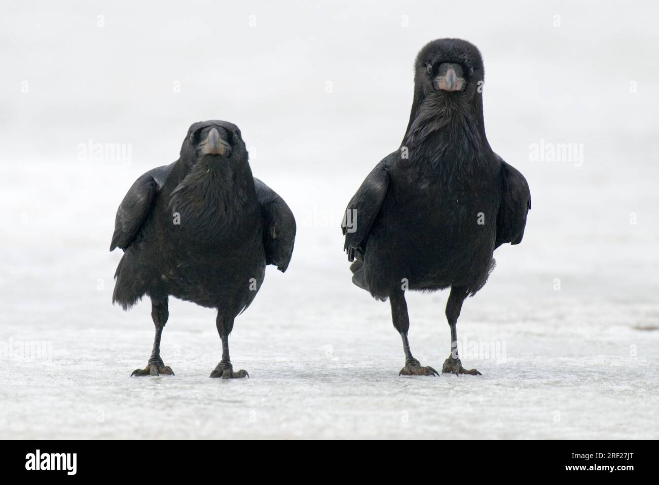 Common ravens (Mueritz) (Corvus corax) National Park, Mecklenburg ...