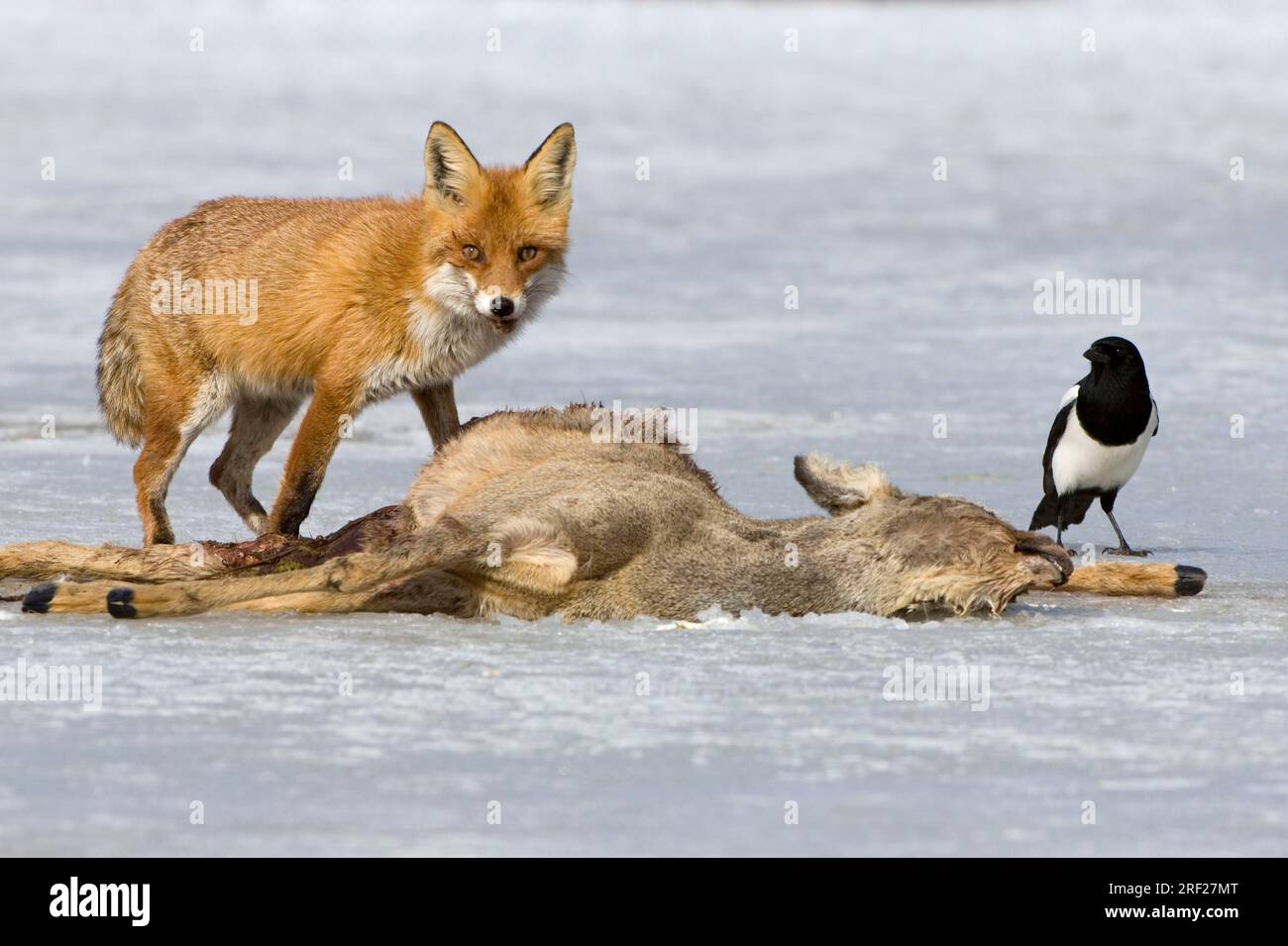 Red fox (Vulpes vulpes) and European magpie (Pica pica) on roe deer ...