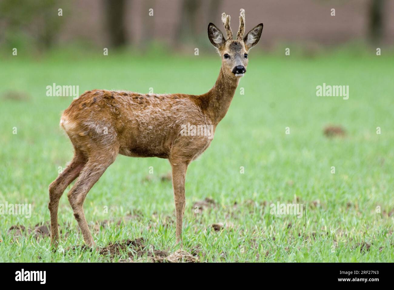 European roe deerbock (Capreolus capreolus) im Bast, lateral, Lower ...