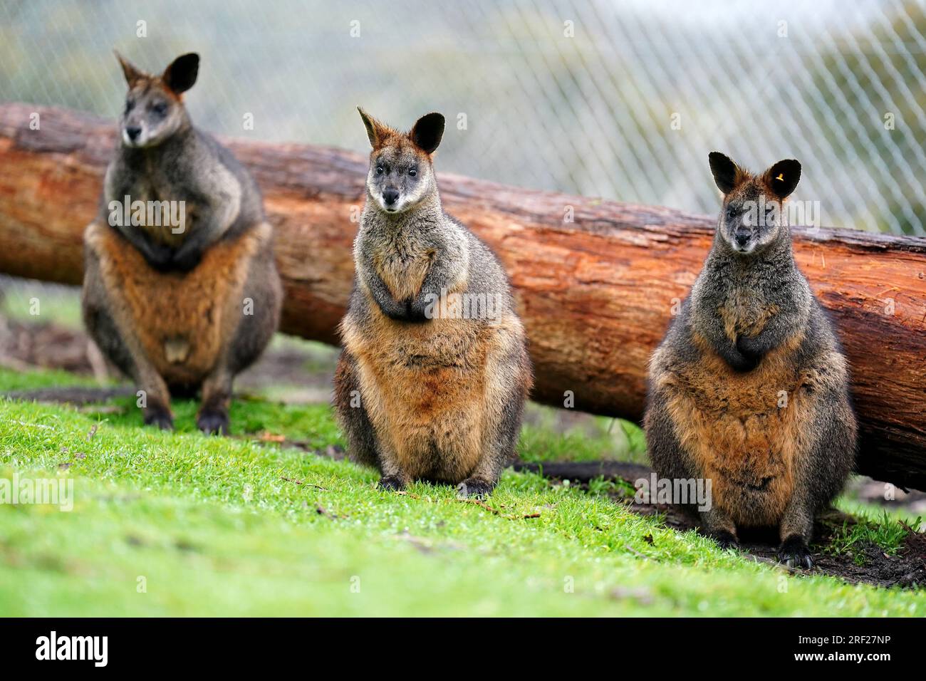 Cleland Wildlife Park Adelaide