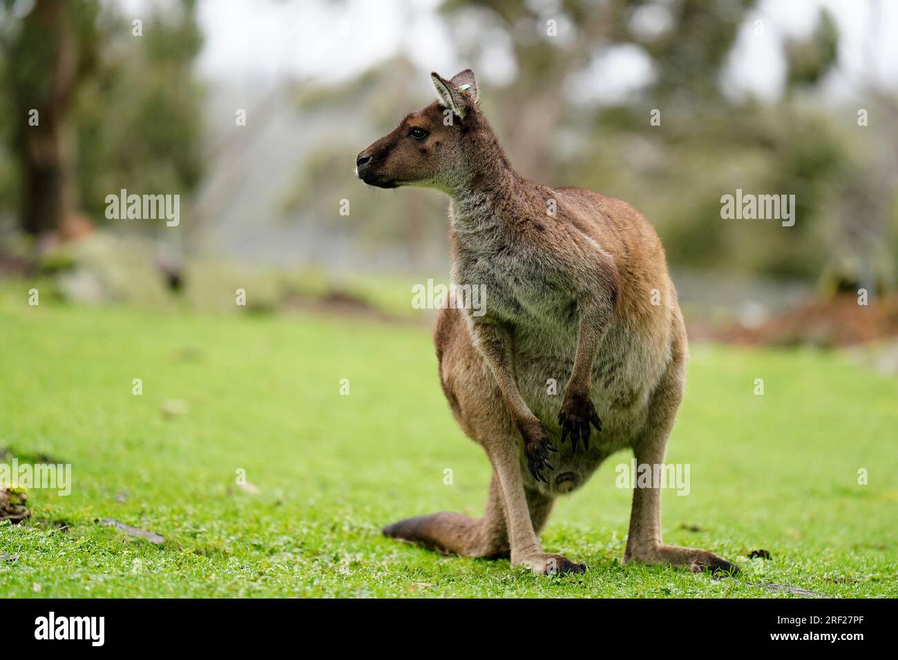 A general view of a kangeroo at Cleland Wildlife Park, Adelaide, Sydney ...