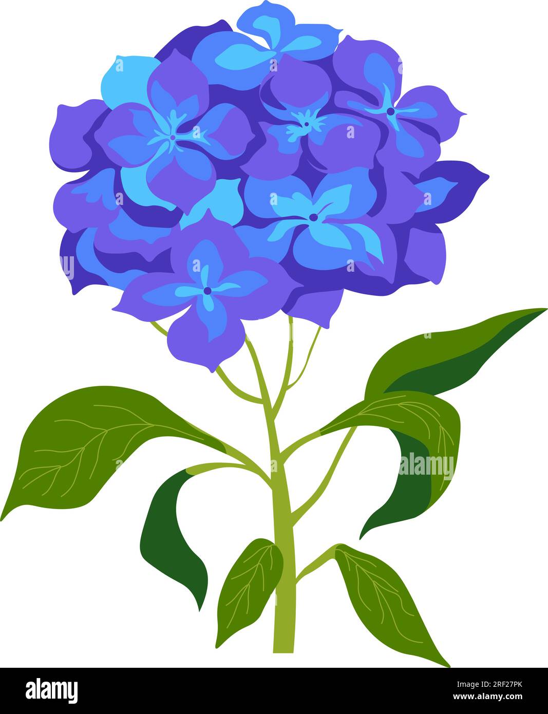 Hydrangea flower in blossom, spring wildflower Stock Vector Image & Art ...