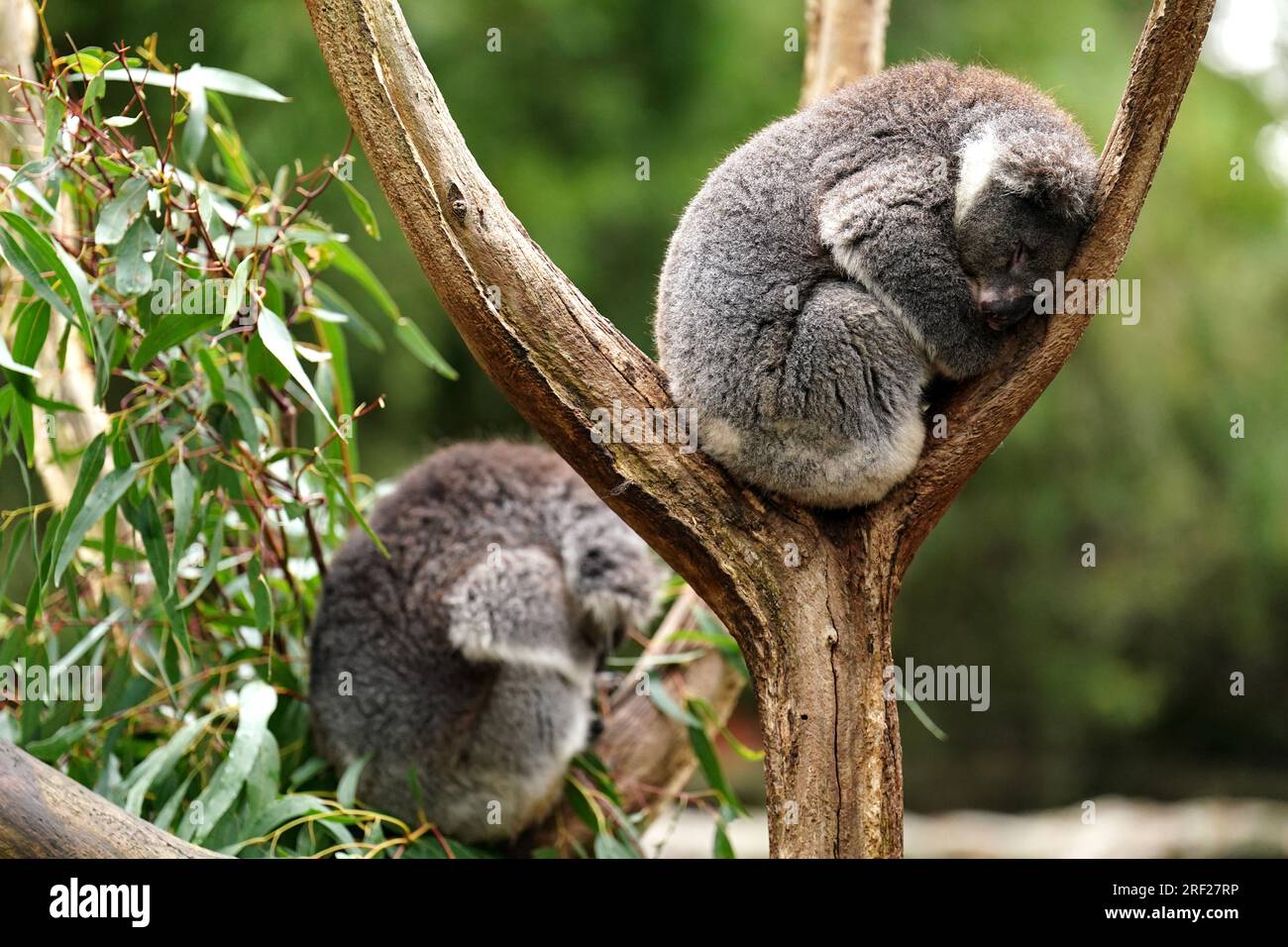 A general view of Koalas at Cleland Wildlife Park, Adelaide, Sydney ...