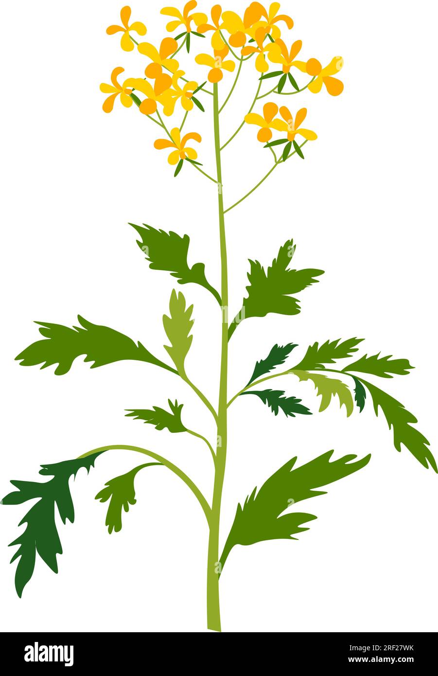 Mustard flower in blossom, blooming plant vector Stock Vector Image ...