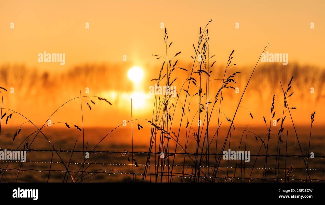 Misty morning grass Stock Photo - Alamy