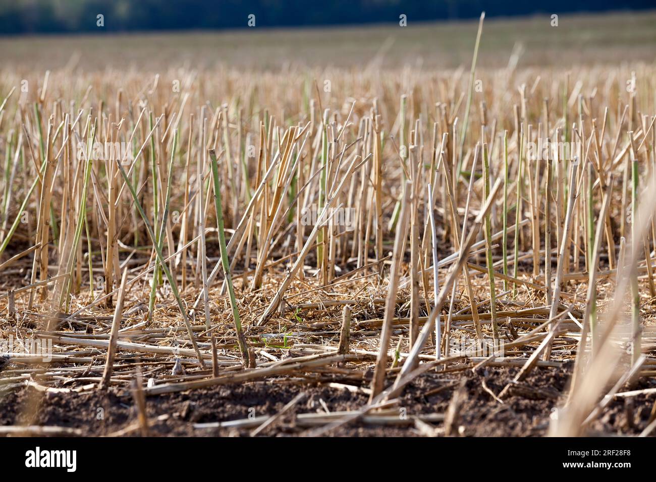 closeup of straw after the wheat harvest, an agricultural field where ...