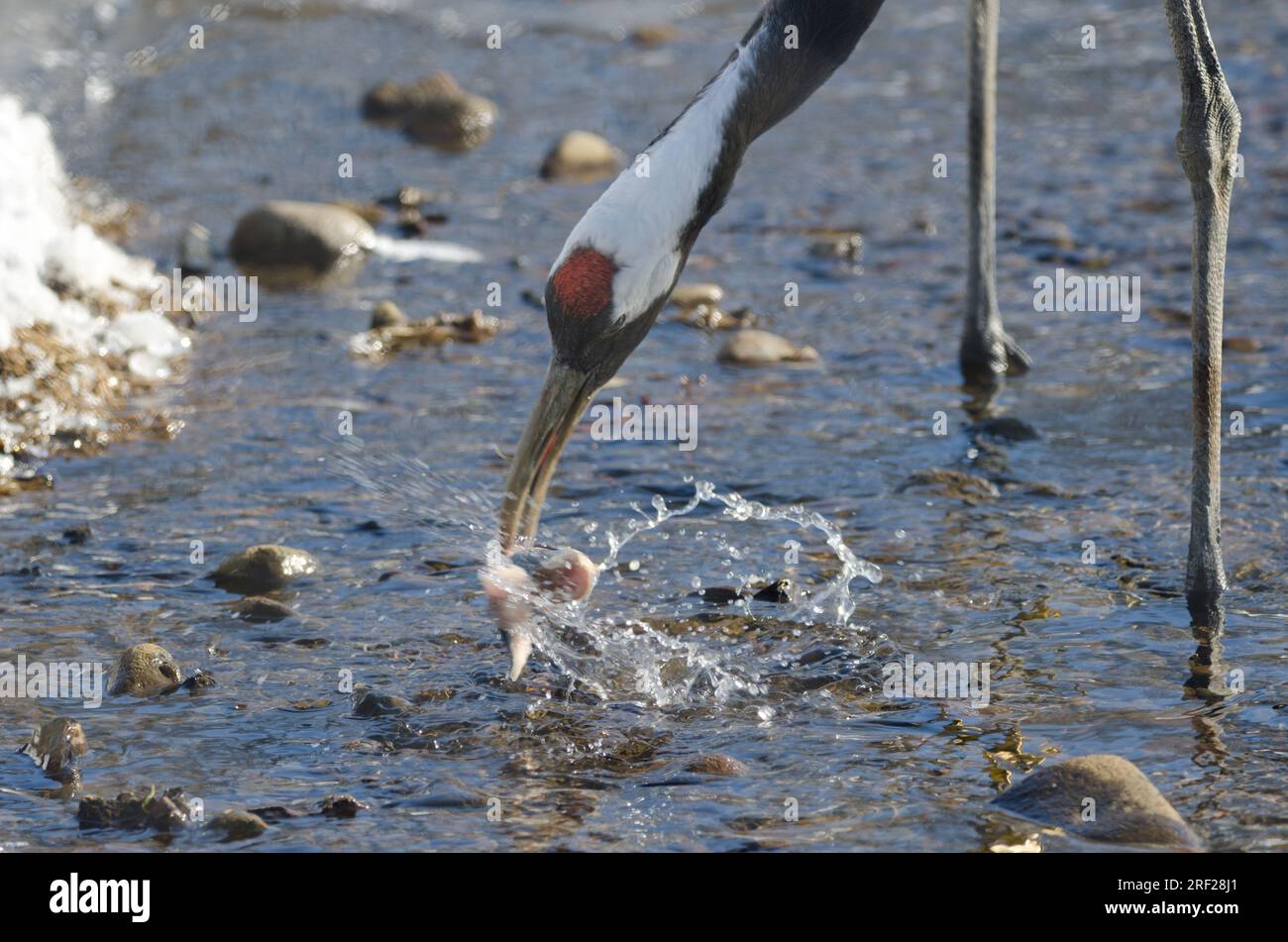Red-crowned crane Grus japonensis with deformed beak eating. Kushiro ...