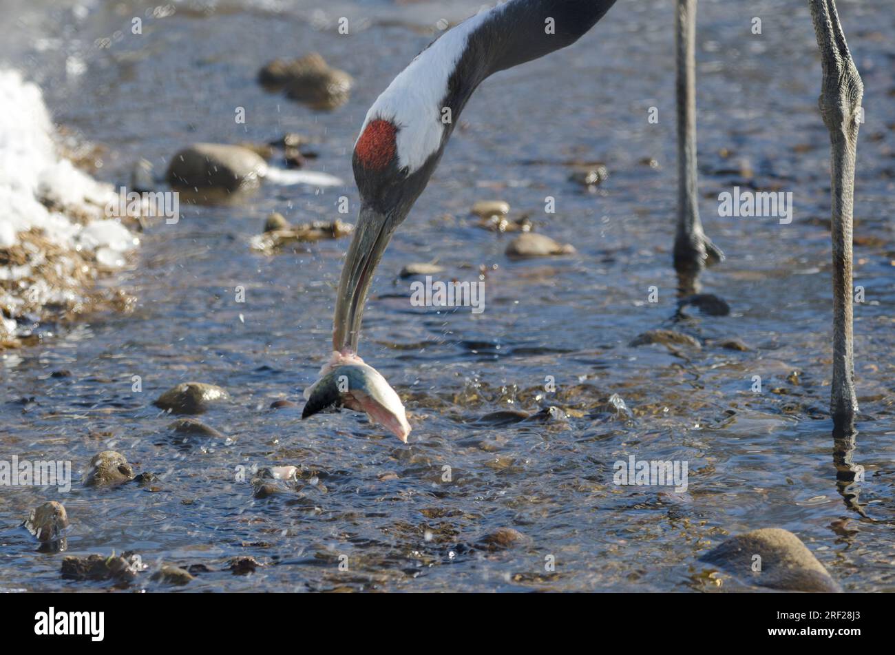 Red-crowned crane Grus japonensis with deformed beak eating. Kushiro ...