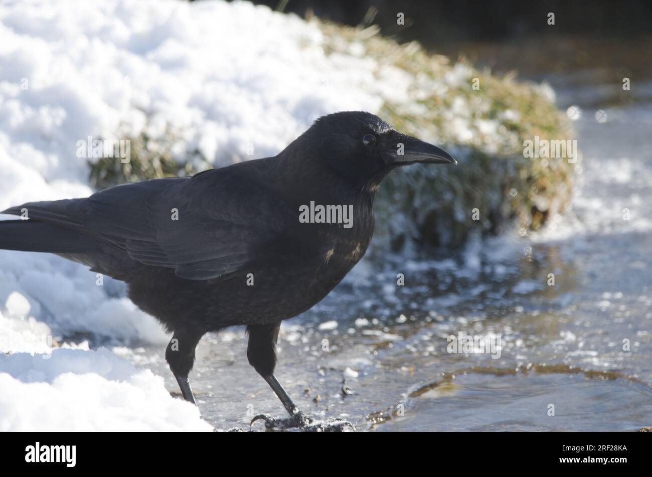 Eastern carrion crow Corvus corone orientalis. Kushiro Japanese Crane ...