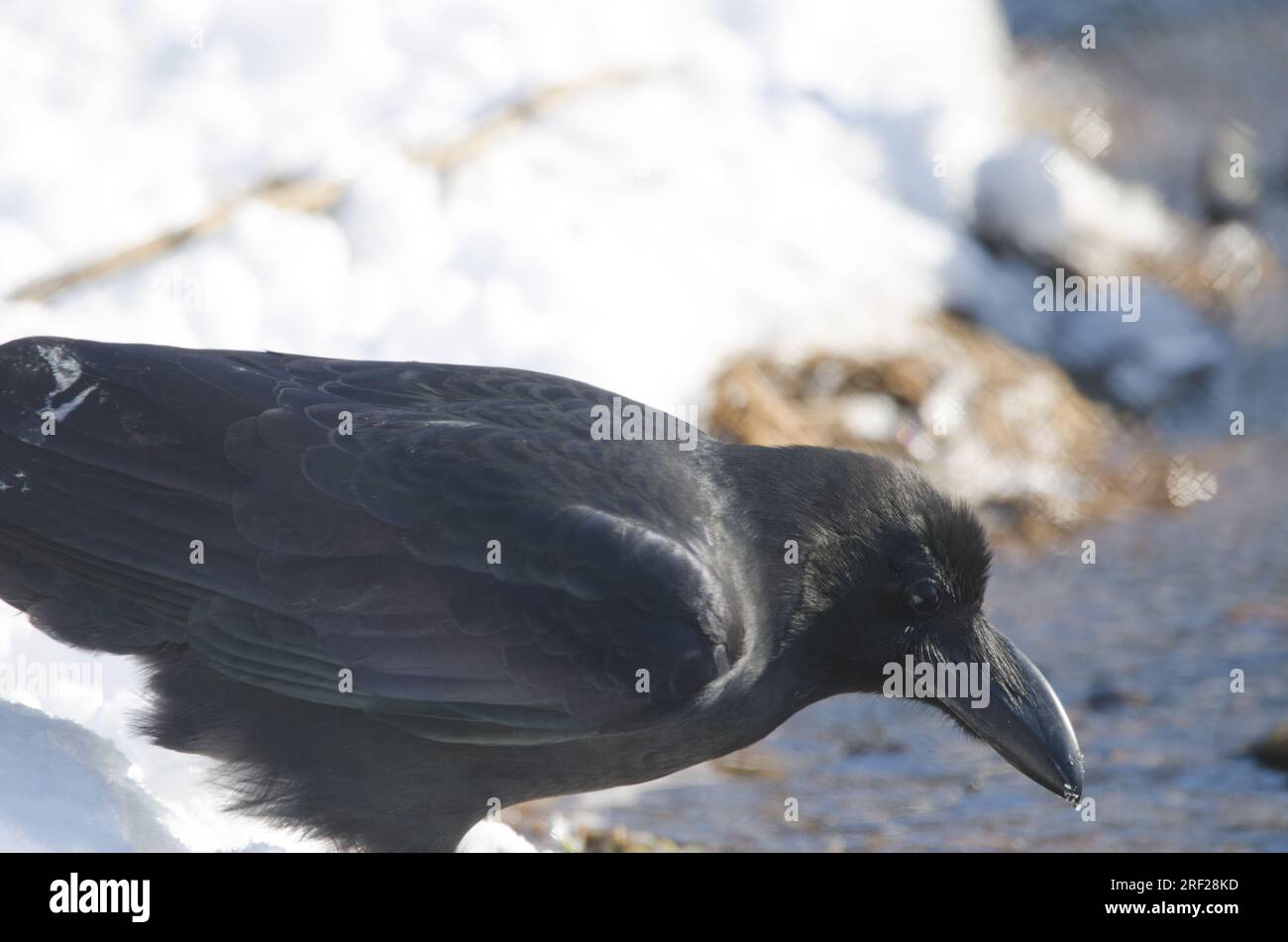 Large-billed crow Corvus macrorhynchos japonensis. Kushiro Japanese ...