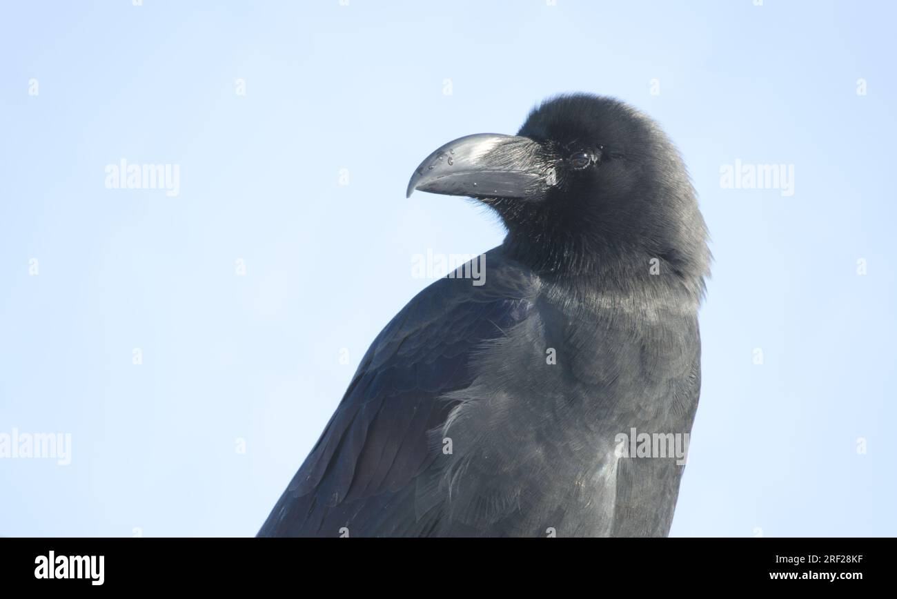 Large-billed crow Corvus macrorhynchos japonensis. Kushiro Japanese ...