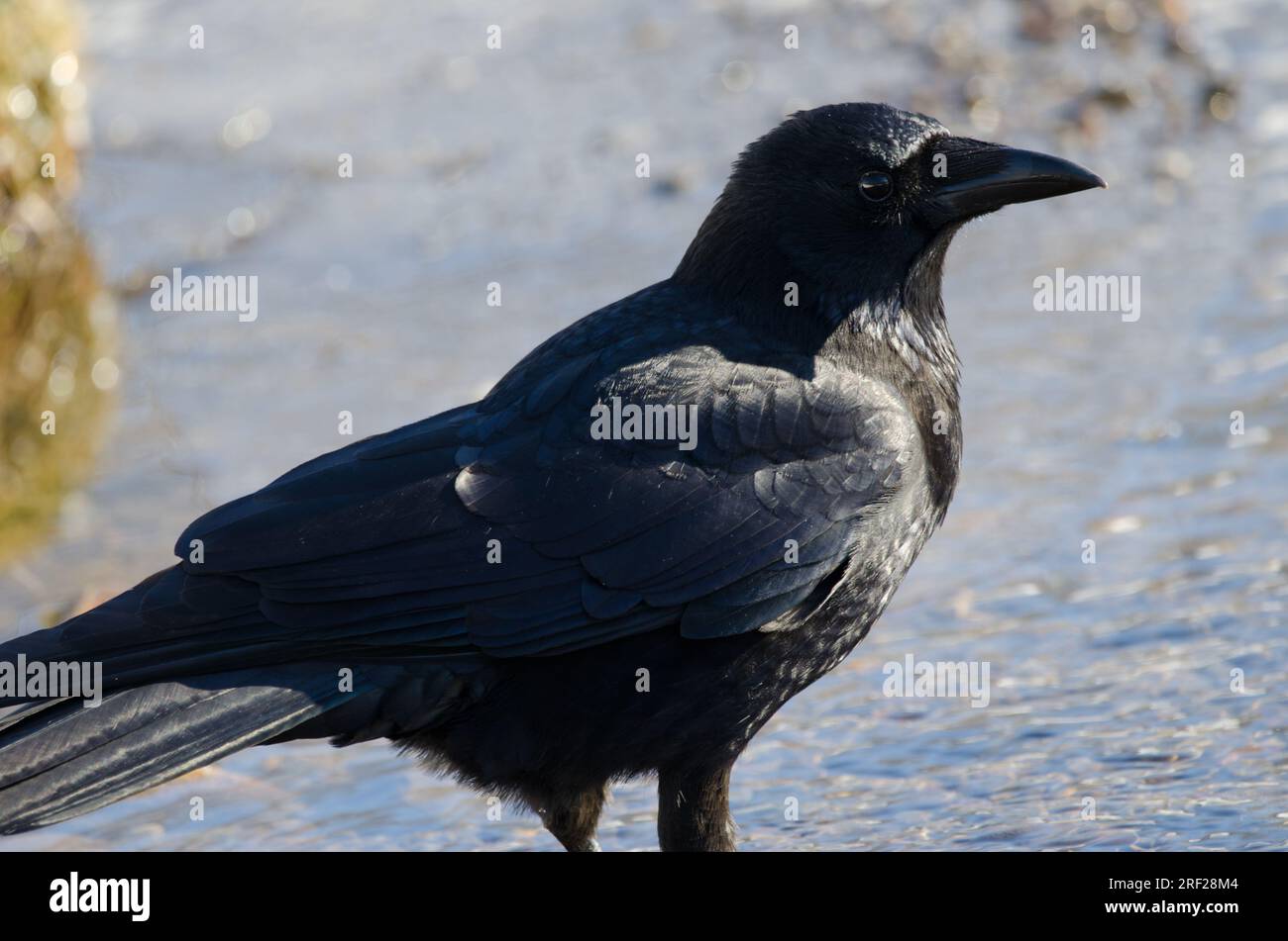 Eastern carrion crow Corvus corone orientalis. Kushiro Japanese Crane ...