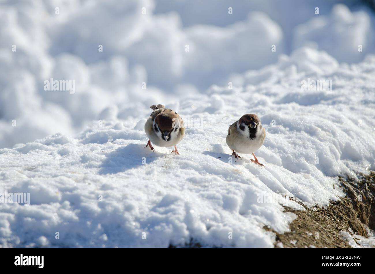 Eurasian tree sparrows Passer montanus saturatus. Kushiro Japanese ...