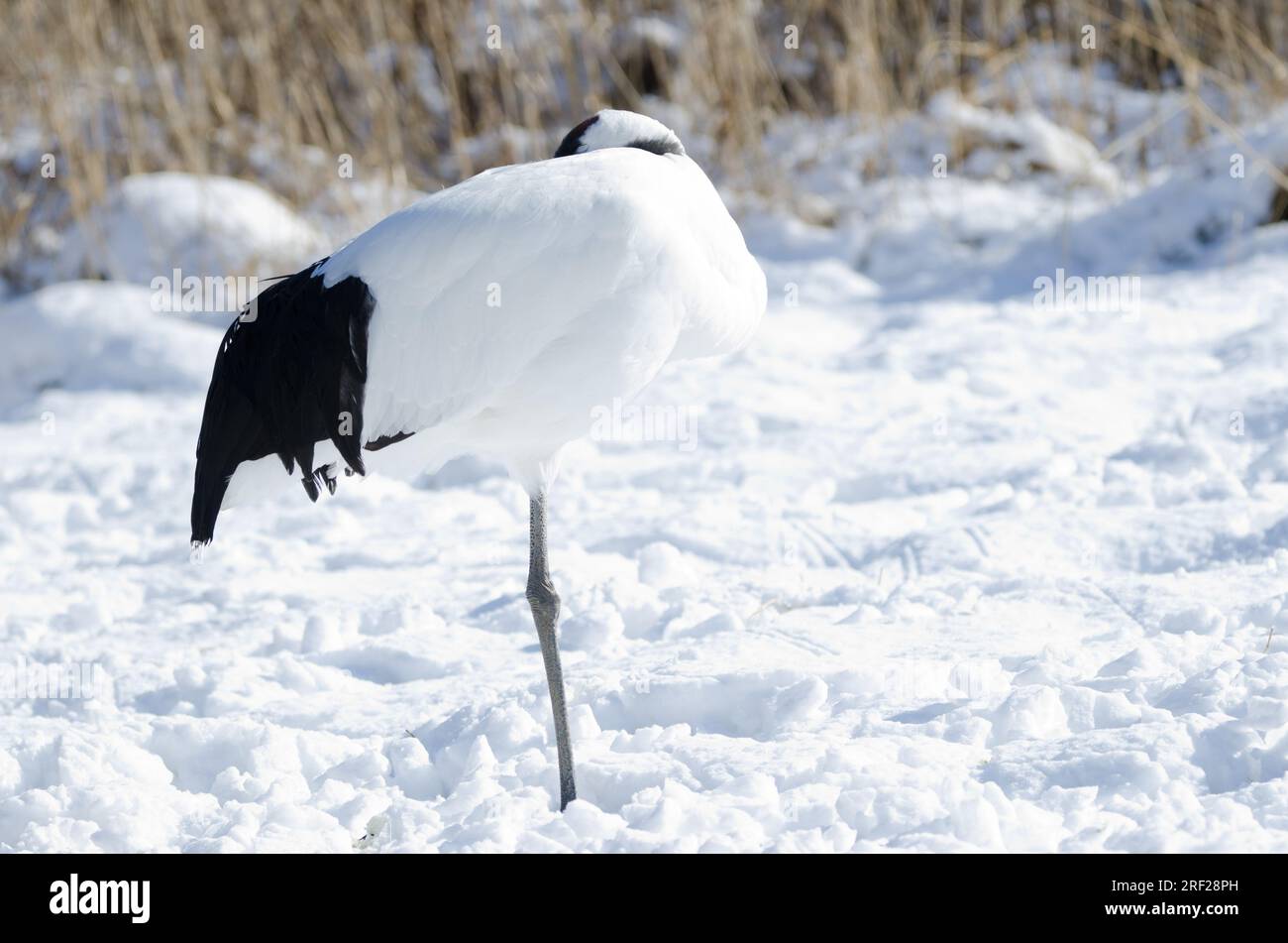 Red-crowned crane Grus japonensis sleeping. Kushiro Japanese Crane ...