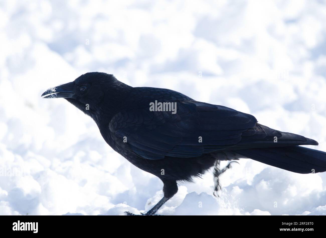Eastern carrion crow Corvus corone orientalis. Kushiro Japanese Crane ...