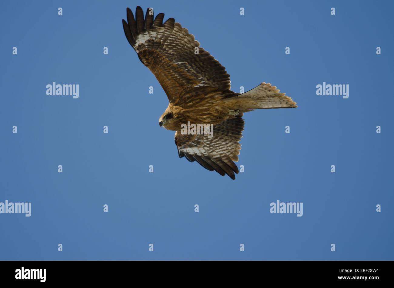 Black-eared kite Milvus migrans lineatus in flight. Kushiro Japanese ...