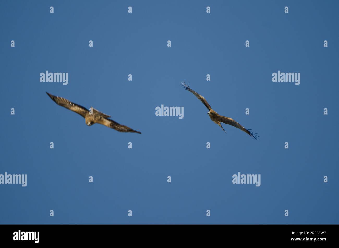 Black-eared kites Milvus migrans lineatus in flight. Kushiro Japanese ...