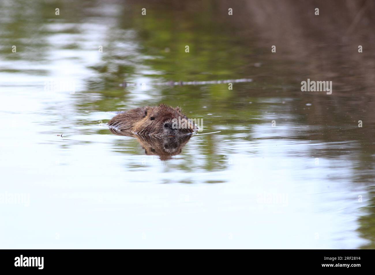 Female coypu with reflection in water hi-res stock photography and ...